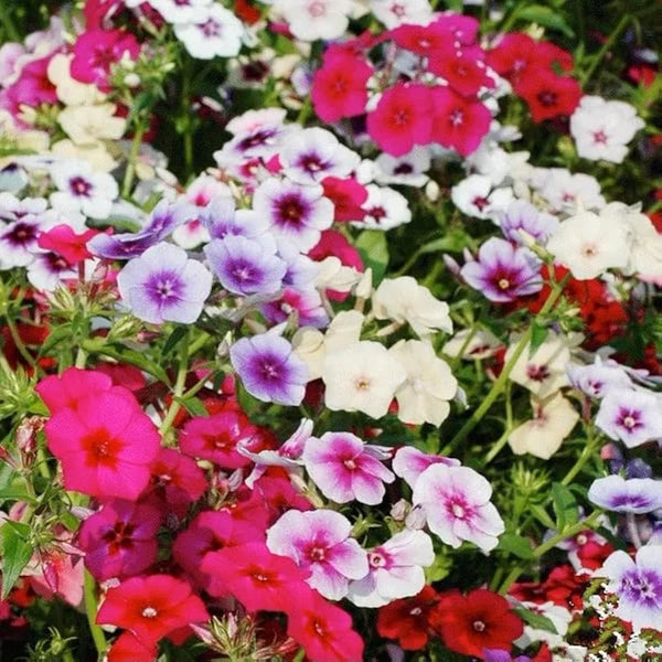 3 Creeping Phlox Plants Live Perennials, 4-6" Tall, Climbing Creeping ...